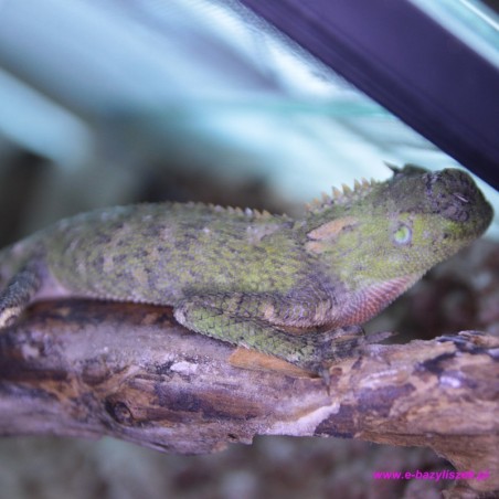 Agama górska rogata [Acanthosaura crucigera]